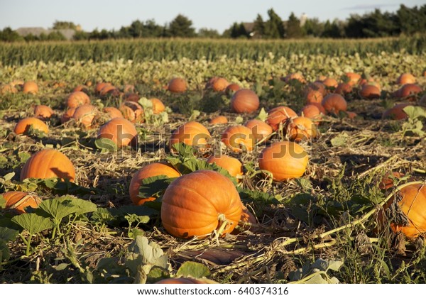 Pumpkin Patch Field Various Sized Pumpkins Stock Photo (Edit Now) 640374316