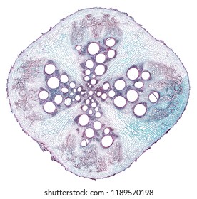 20 Pumpkin under microscope 이미지, 스톡 사진 및 벡터 | Shutterstock