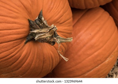 Pumpkins Stem Closeup Stock Photo 1323969644 | Shutterstock