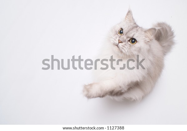 Punching Cat Stock Photo 1127388 | Shutterstock