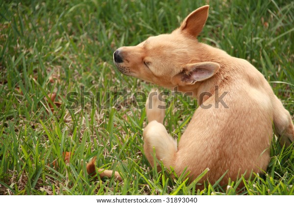 Puppy Scratching Stock Photo (Edit Now) 31893040