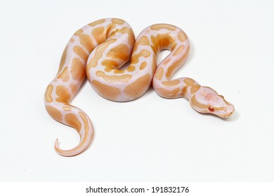 Purple Albino Ball Python On White Stock Photo 191832185 | Shutterstock