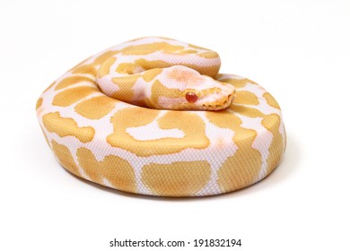 Purple Albino Ball Python On White Stock Photo 191832194 | Shutterstock