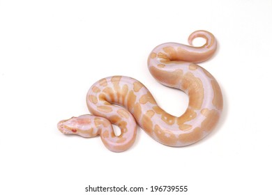 Purple Albino Ball Python On White Stock Photo 191832185 | Shutterstock