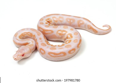 Purple Albino Ball Python On White Stock Photo 191832185 | Shutterstock
