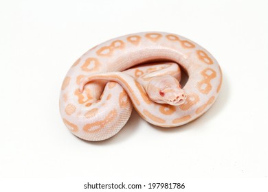 Coral Sunglow Columbian Redtailed Boa Boa Stock Photo (Edit Now) 125956352