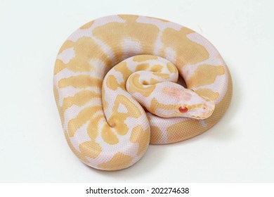 Purple Albino Ball Python On White Stock Photo 202274638 | Shutterstock