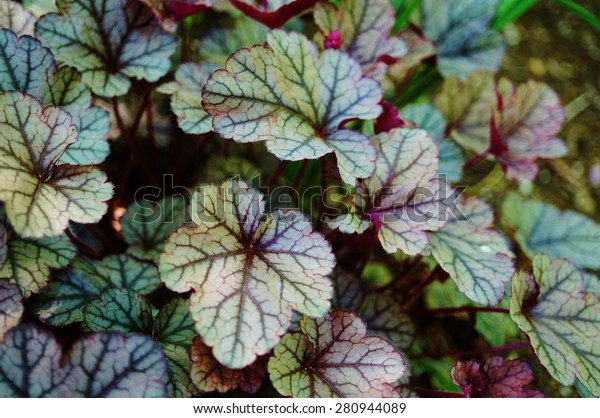 Purple Green Leaves Heuchera Silver Scrolls Stock Photo (Edit Now ... Purple Green Leaves Heuchera Silver Scrolls Stock Photo (Edit Now ...