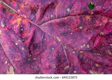 Purple Leaf Texture Stock Photo 694115875 | Shutterstock
