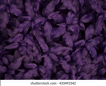 Purple Leaf Texture Leaf Texture Background Stock Photo 433492342 ...