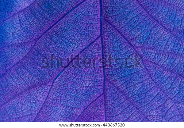 Purple Leaf Texture Background Close Leaf Stock Photo 443667520 ...