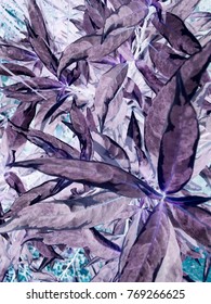 Purple Leave Tree Texture Pattern Background Stock Photo 769266625 ...
