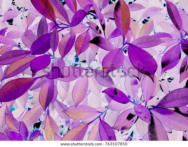 Purple Leave Tree Texture Pattern Background Stock Photo 763107850 ...