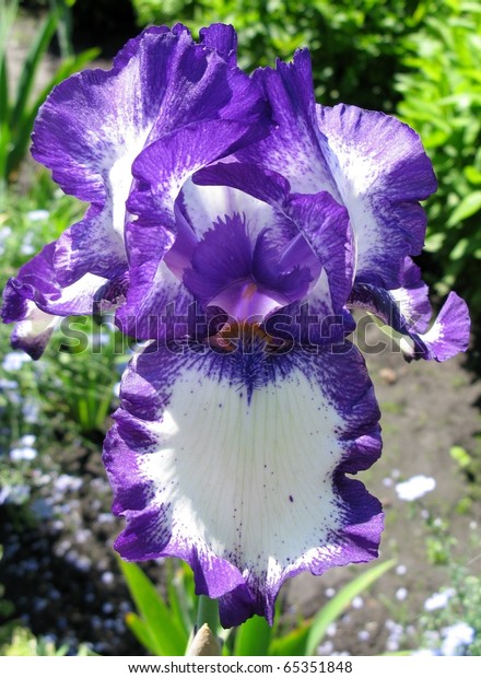 Purple White Bearded Iris Loop De Stock Photo (Edit Now) 65351848