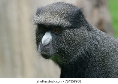 Puttynosed Monkey Cercopithecus Nictitans Stock Photo 724359988 ...