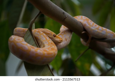 245 Rock python tree Images, Stock Photos & Vectors | Shutterstock