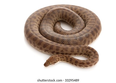 41 imágenes de Stimson python - Imágenes, fotos y vectores de stock ...