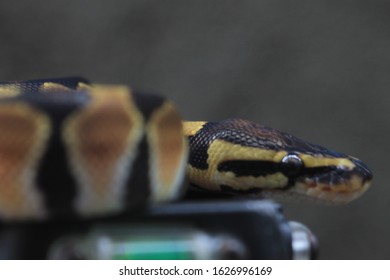 127 Normal ball python Images, Stock Photos & Vectors | Shutterstock