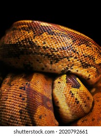 145 Carpet viper Images, Stock Photos & Vectors | Shutterstock