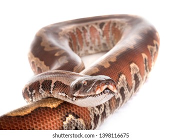 119 Python brongersmai Images, Stock Photos & Vectors | Shutterstock