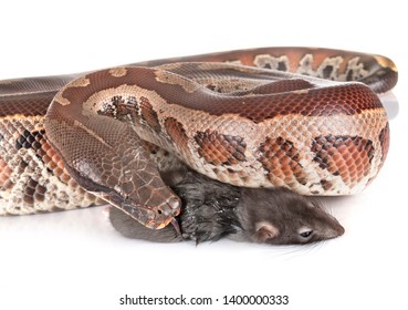 119 Python brongersmai Images, Stock Photos & Vectors | Shutterstock
