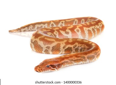 119 Python brongersmai Images, Stock Photos & Vectors | Shutterstock