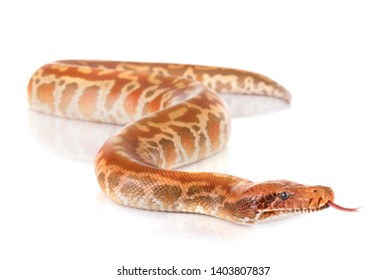 119 Python brongersmai Images, Stock Photos & Vectors | Shutterstock