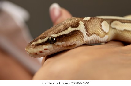 9,560 Python Crawling Images, Stock Photos & Vectors | Shutterstock
