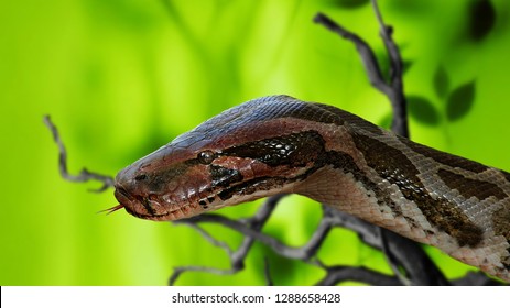 Python Head Shot Jungle Stock Photo 1288658428 | Shutterstock