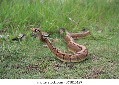150 Python mouth open Stock Photos, Images & Photography | Shutterstock