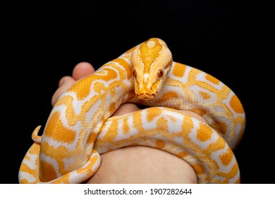 185 Golden thai python snake Images, Stock Photos & Vectors | Shutterstock