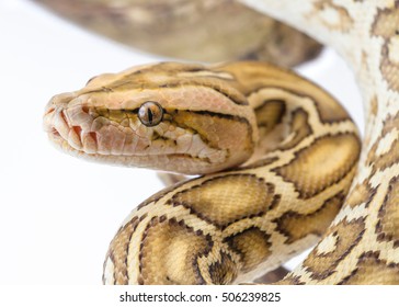 1,475 Molurus Python Images, Stock Photos & Vectors | Shutterstock