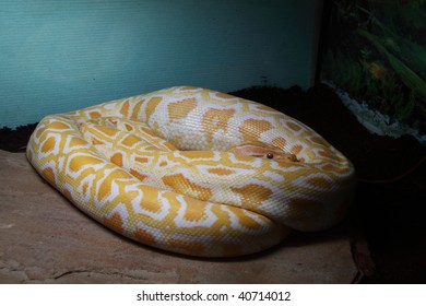 Python Molurus Bivittatus Albino Foto stock 40714012 | Shutterstock