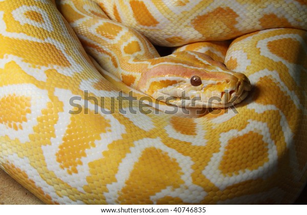 Python Molurus Bivittatus Albino Foto de stock 40746835 | Shutterstock