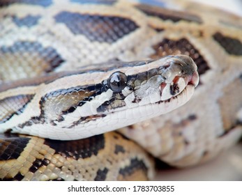1,475 Molurus Python Images, Stock Photos & Vectors | Shutterstock
