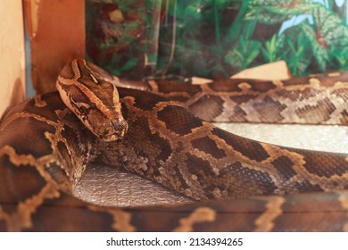 1,475 Molurus Python Images, Stock Photos & Vectors | Shutterstock