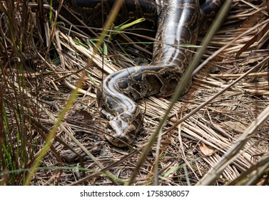 137 Pilibhit tiger reserve Images, Stock Photos & Vectors | Shutterstock