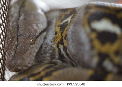 Python Reticulatus Most Beautiful Snake Python Stock Photo (Edit Now ...