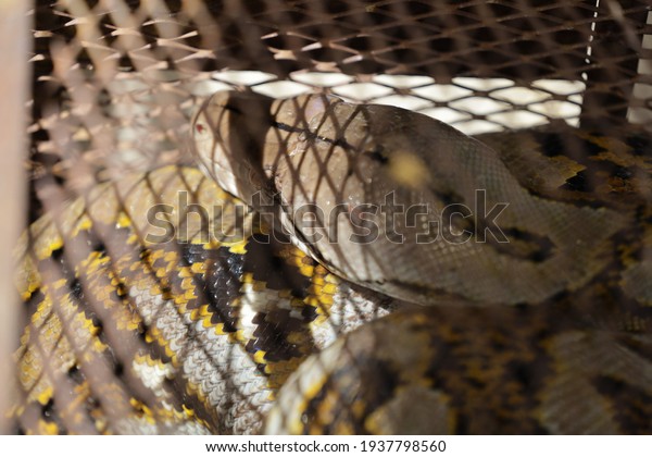 Python Reticulatus Most Beautiful Snake Python Stok Fotoğrafı ...