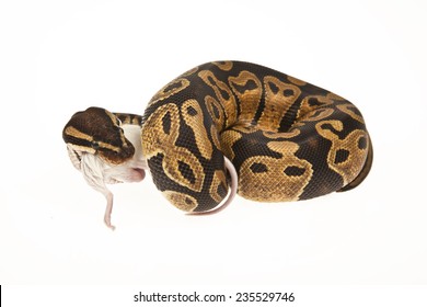 1,363 imágenes de Snake eating mouse - Imágenes, fotos y vectores de ...