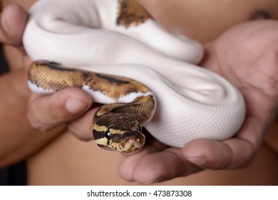 Python Snake Hand Stock Photo 473873308 | Shutterstock