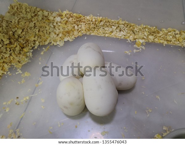 Pythons Hatching Everglades Snake Egg Stock Photo 1355476043 | Shutterstock
