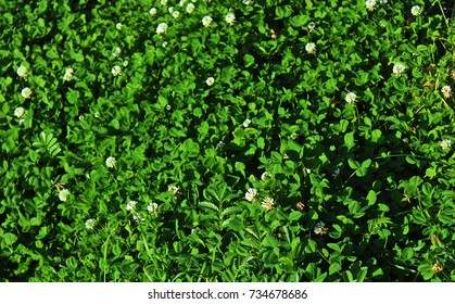 135 Quatrefoil flower Stock Photos, Images & Photography | Shutterstock