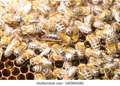 Queen Bee Bee Hive Surrounded By Stock Photo 1493045585 | Shutterstock