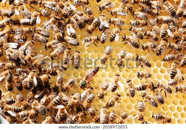 Queen Bee Work Stock Photo 2058972053 | Shutterstock