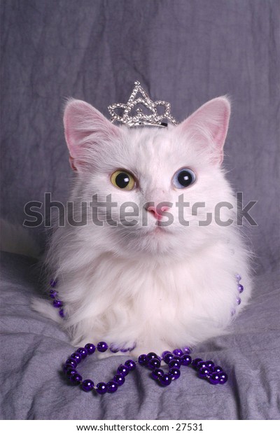 Queen Kitty Stock Photo (Edit Now) 27531