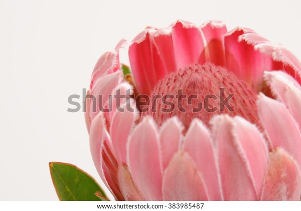 Queen Protea Flower Stock Photo (Edit Now) 383985487
