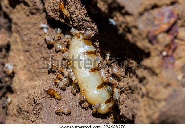 Queen Termite Surrounded By Workers Stock Photo (Edit Now) 324668270