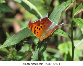 Question Mark Angle Wing Butterfly On Stock Photo 2038447934 | Shutterstock