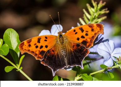 Question Mark Butterfly Stock Photo 213908887 | Shutterstock